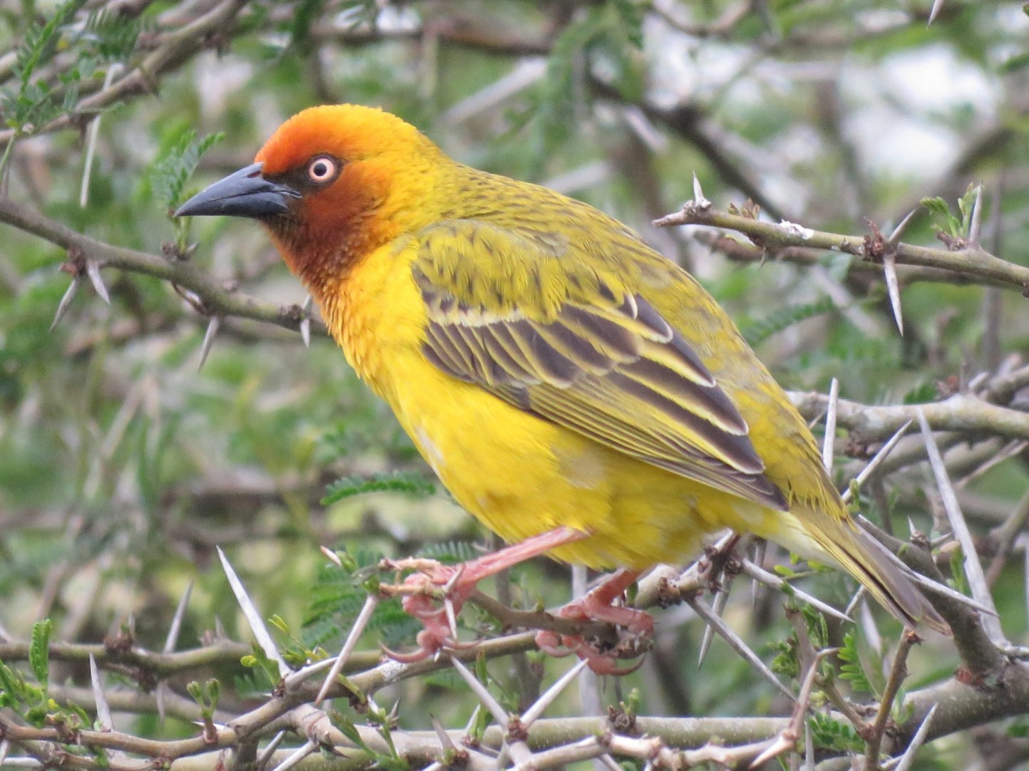 Cape Weaver - eBird