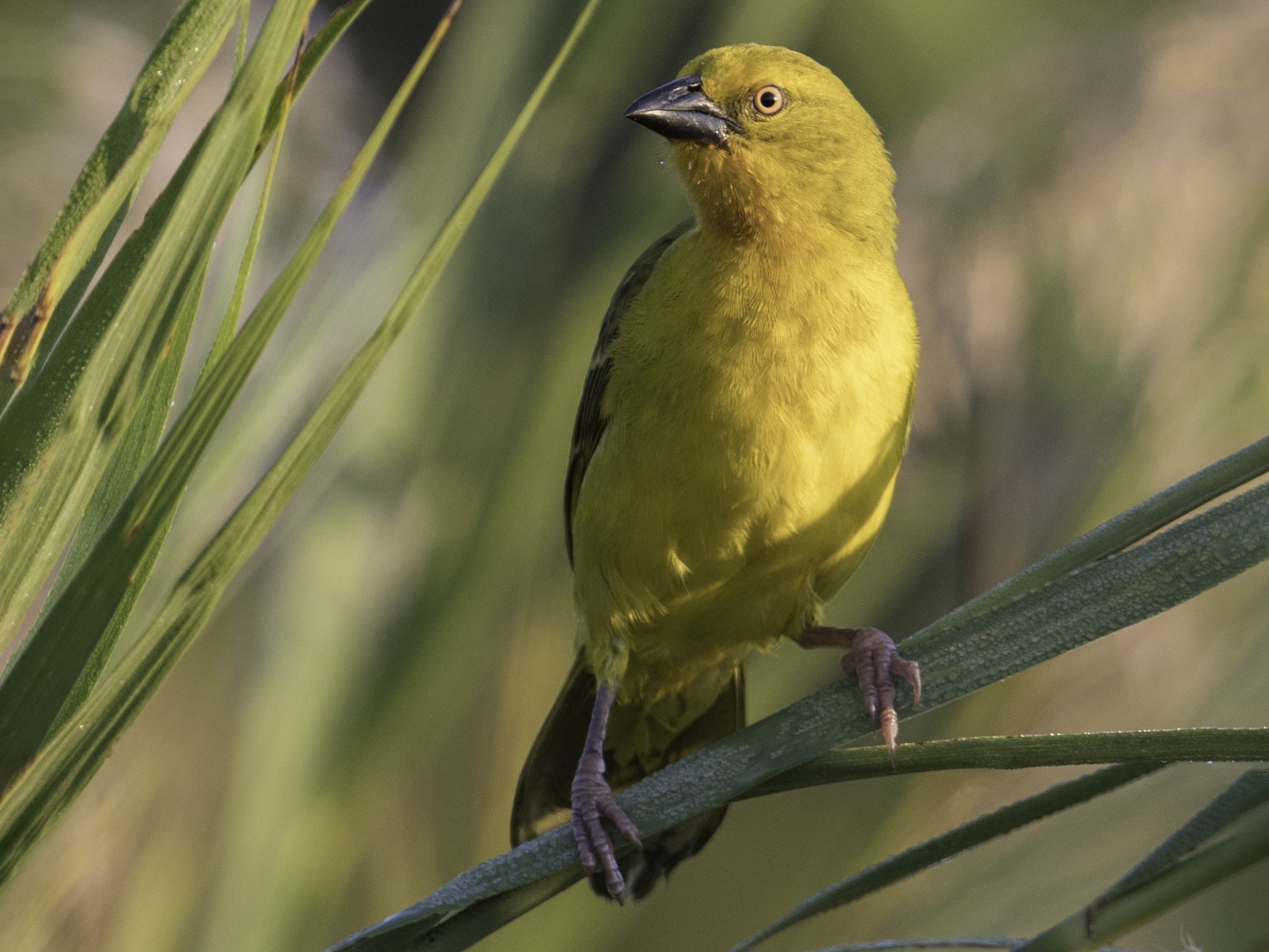 Spectacled Weaver - eBird