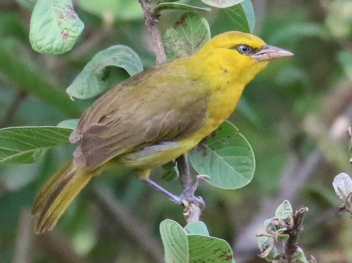 Spectacled Weaver - eBird