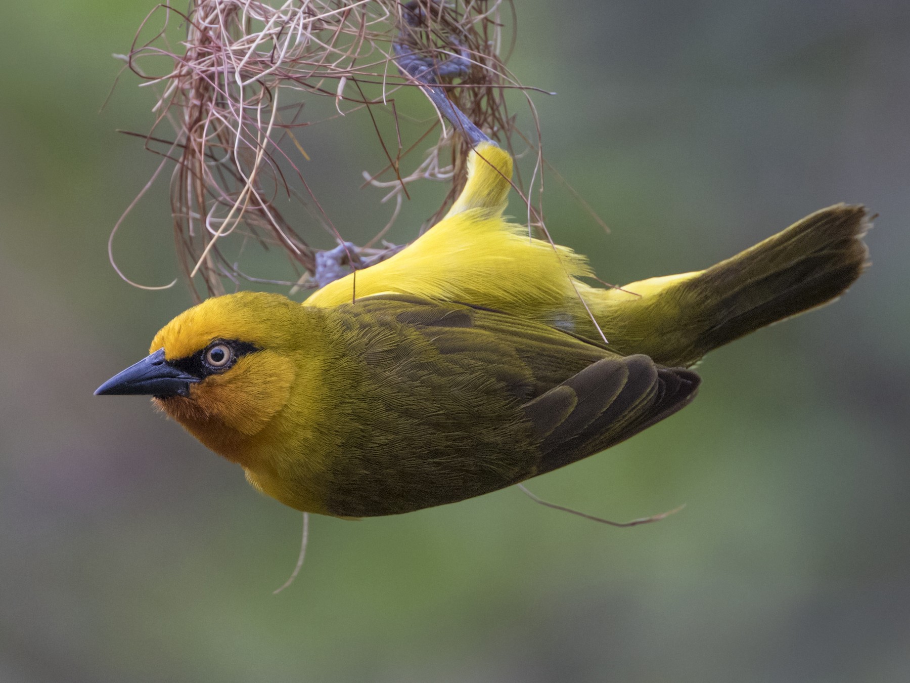 Spectacled Weaver - eBird