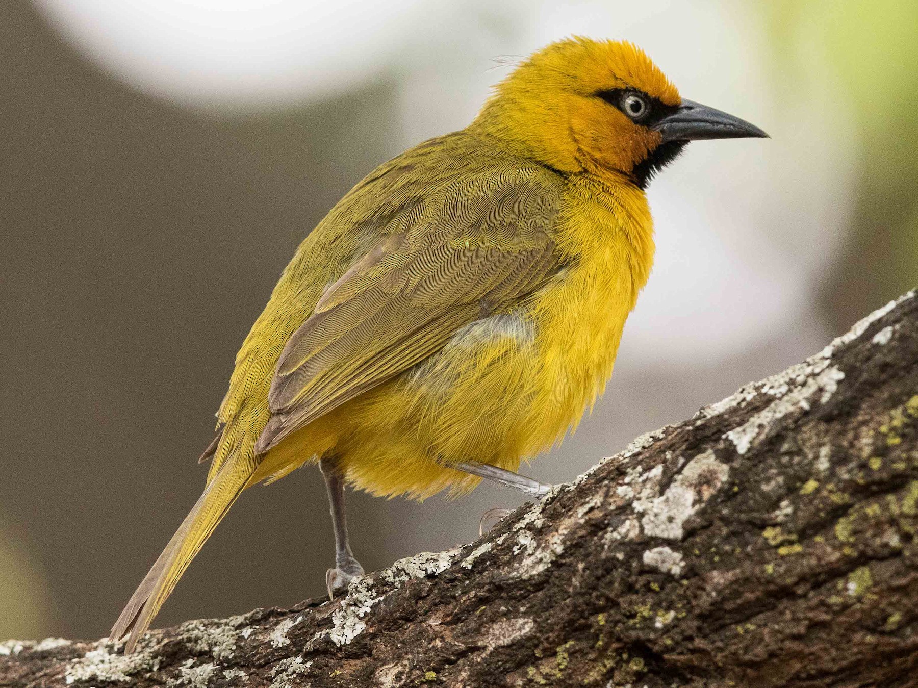 Spectacled Weaver - eBird