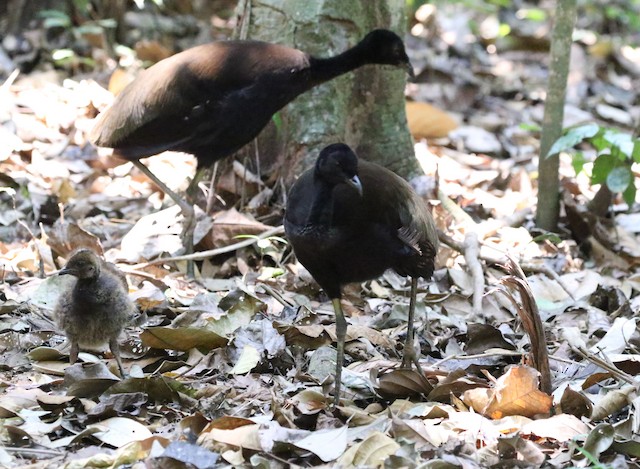 Photos - Dark-winged Trumpeter - Psophia viridis - Birds of the World