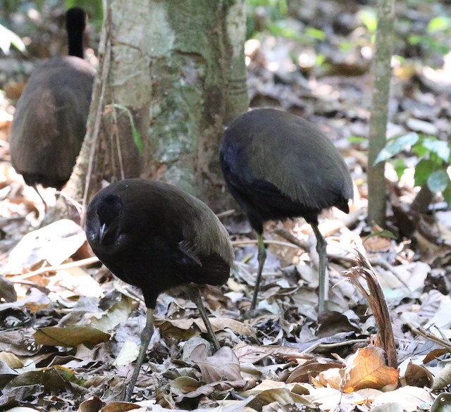 Photos - Dark-winged Trumpeter - Psophia viridis - Birds of the World