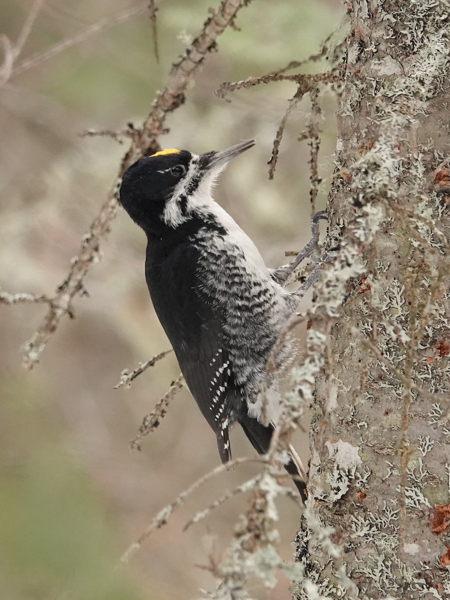 eBird Checklist - 19 Mar 2020 - PN La Mauricie--Lac Solitaire - 13 species