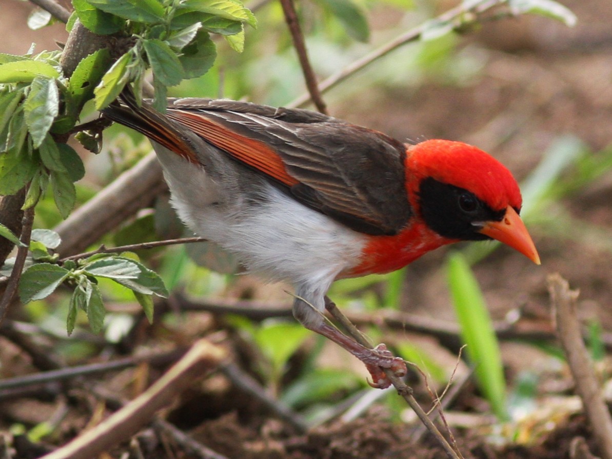 Red-headed Weaver - eBird