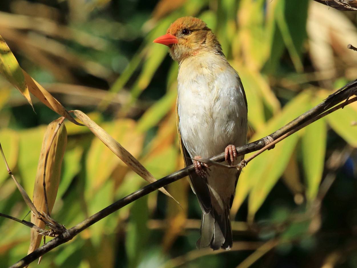 Red-headed Weaver - eBird