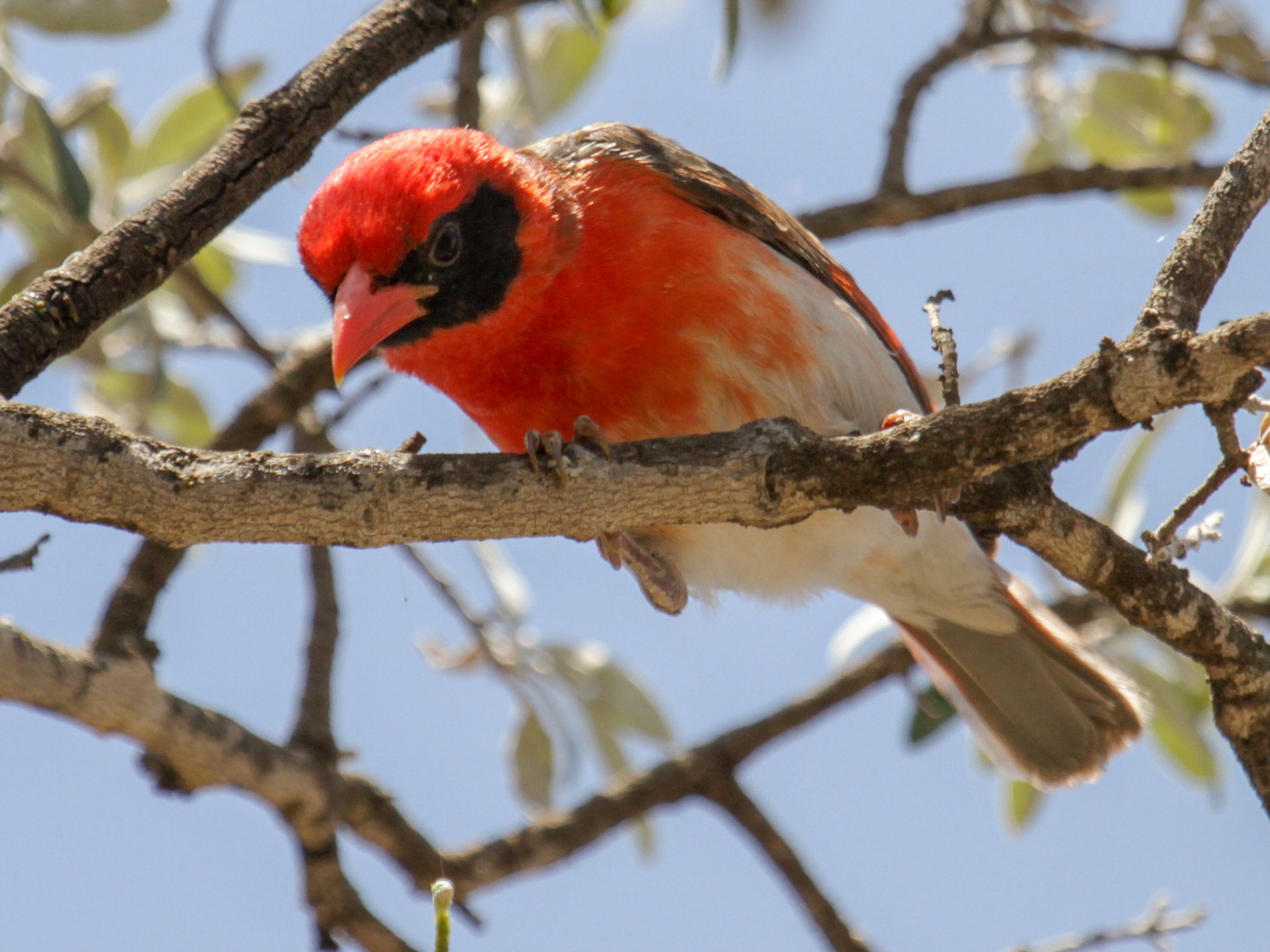 Red-headed Weaver - eBird