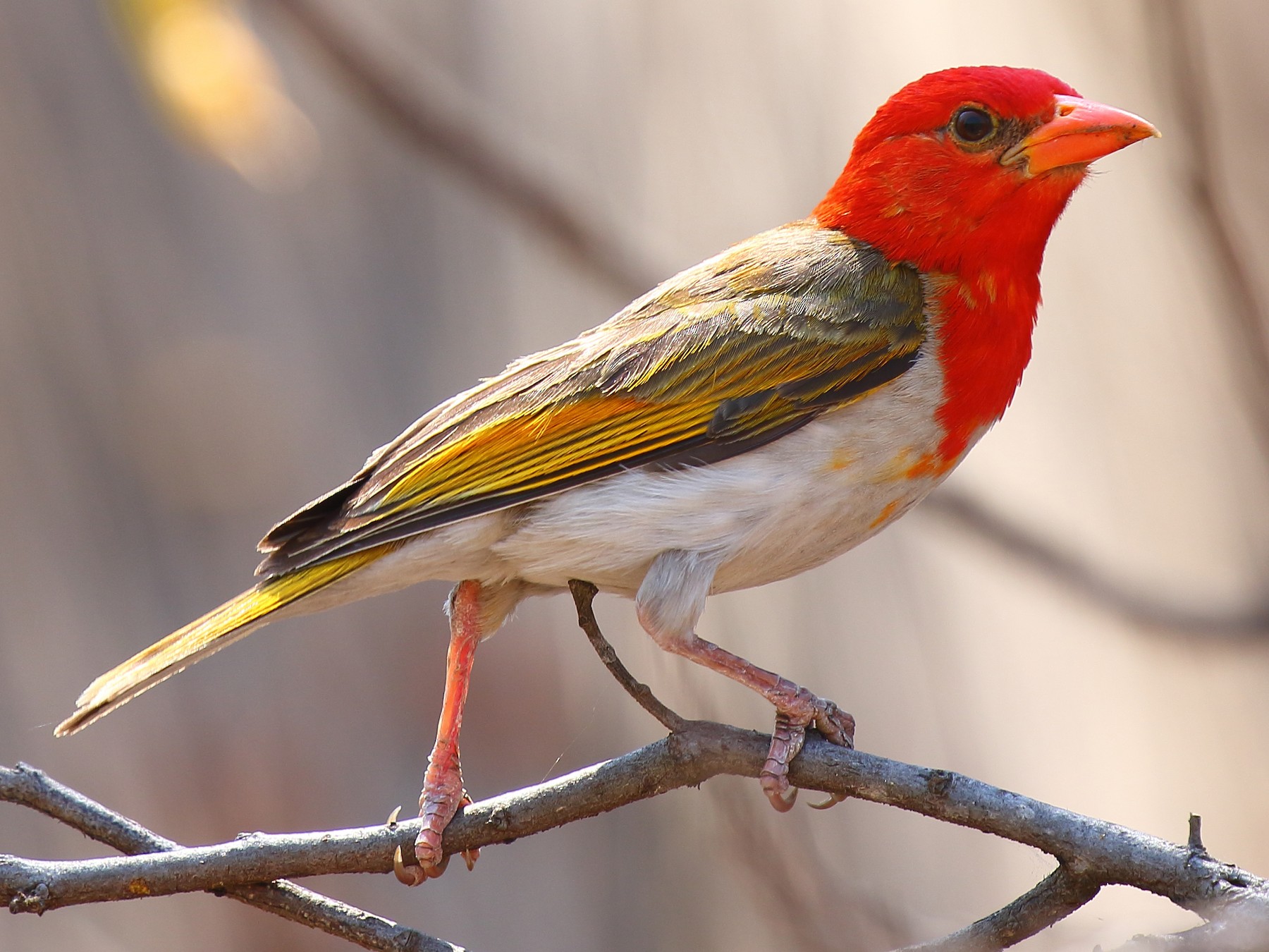 Red-headed Weaver - eBird