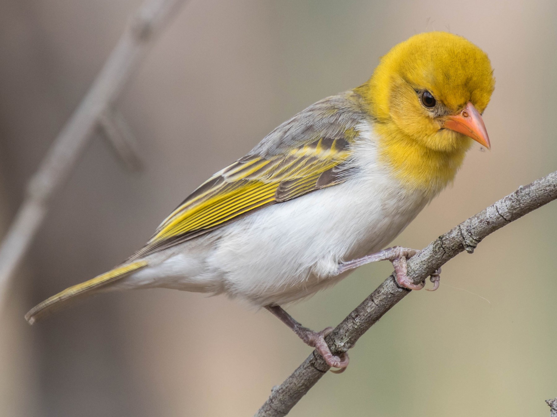 Red-headed Weaver - eBird