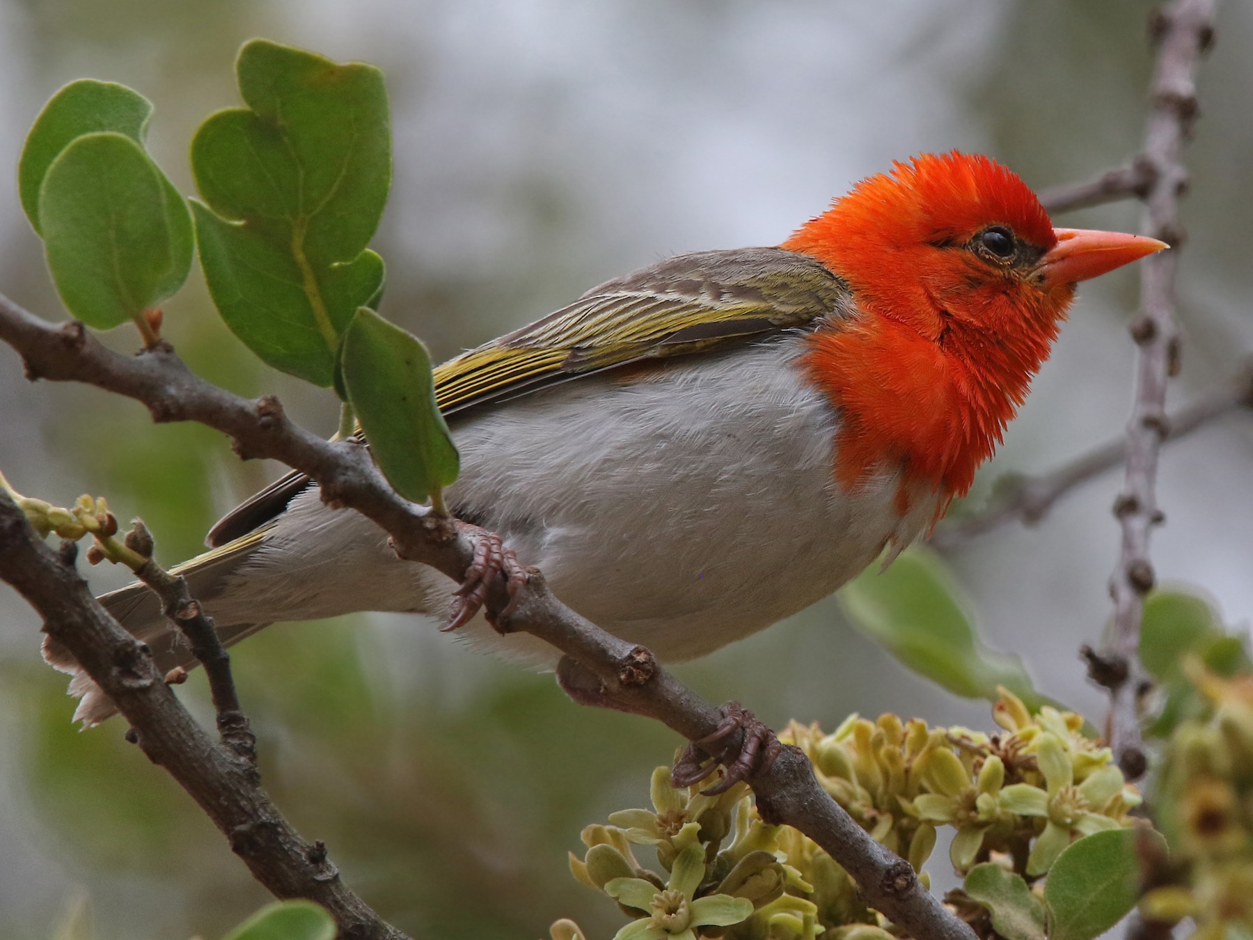 Red-headed Weaver - eBird