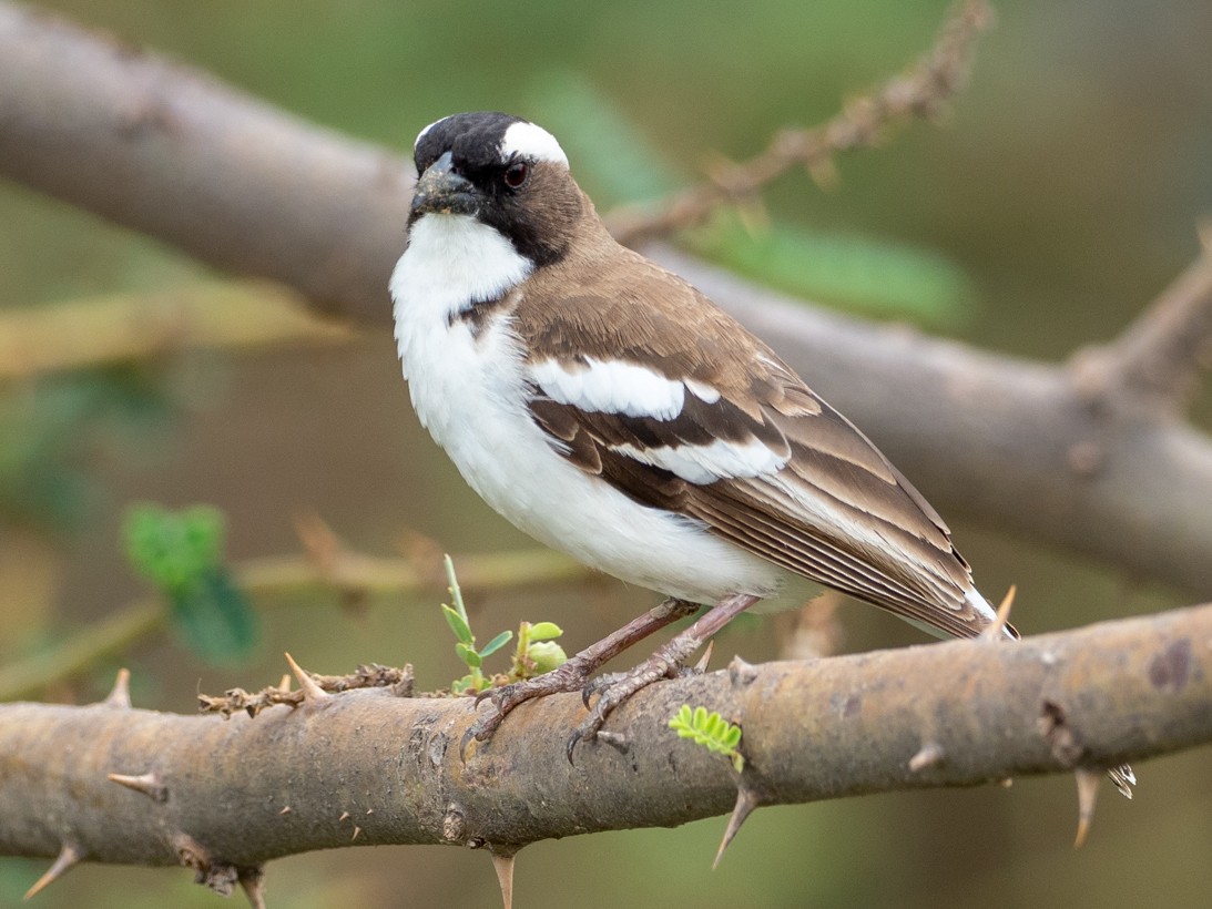 White-browed Sparrow-Weaver - eBird