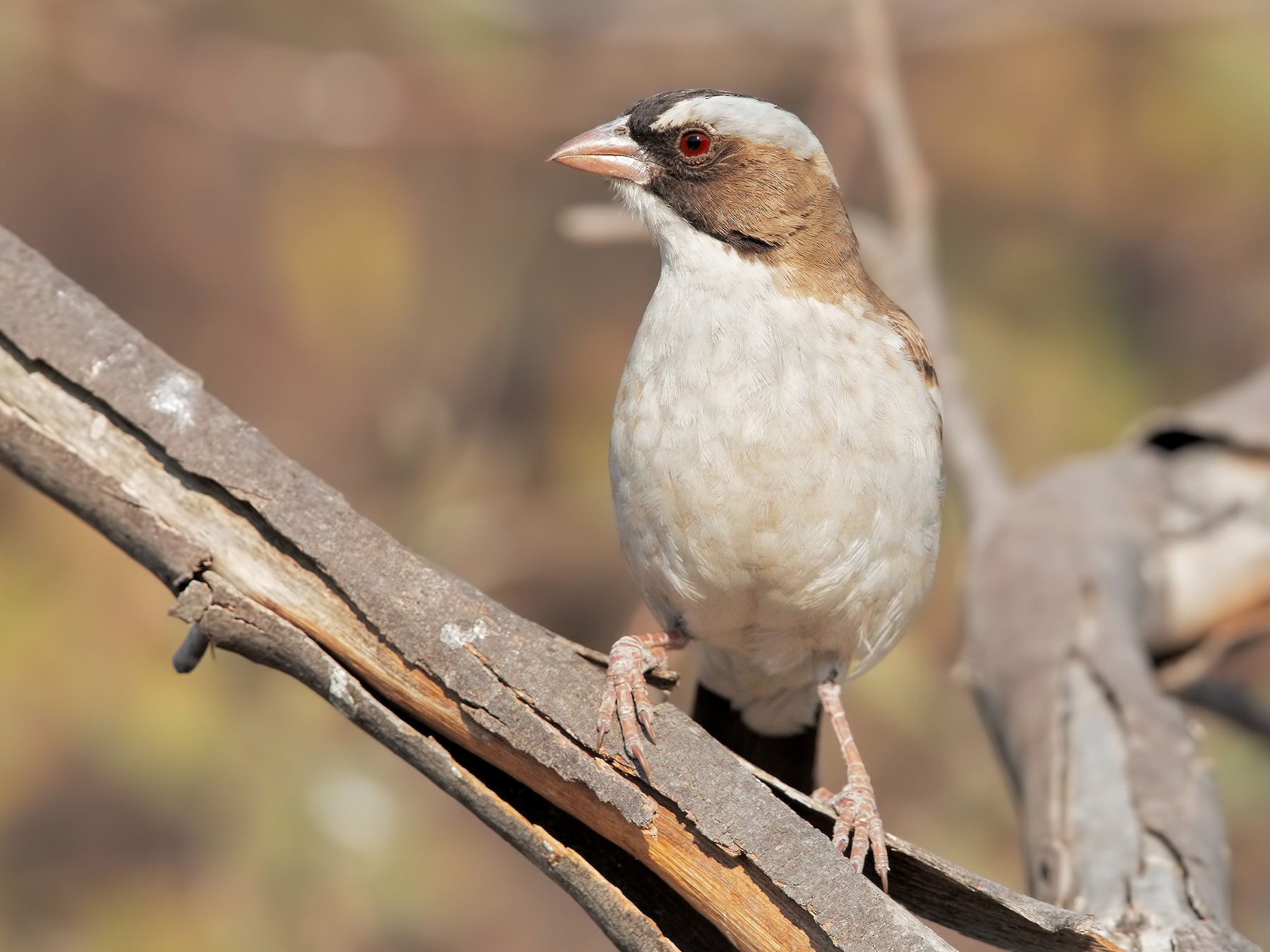 White-browed Sparrow-Weaver - eBird