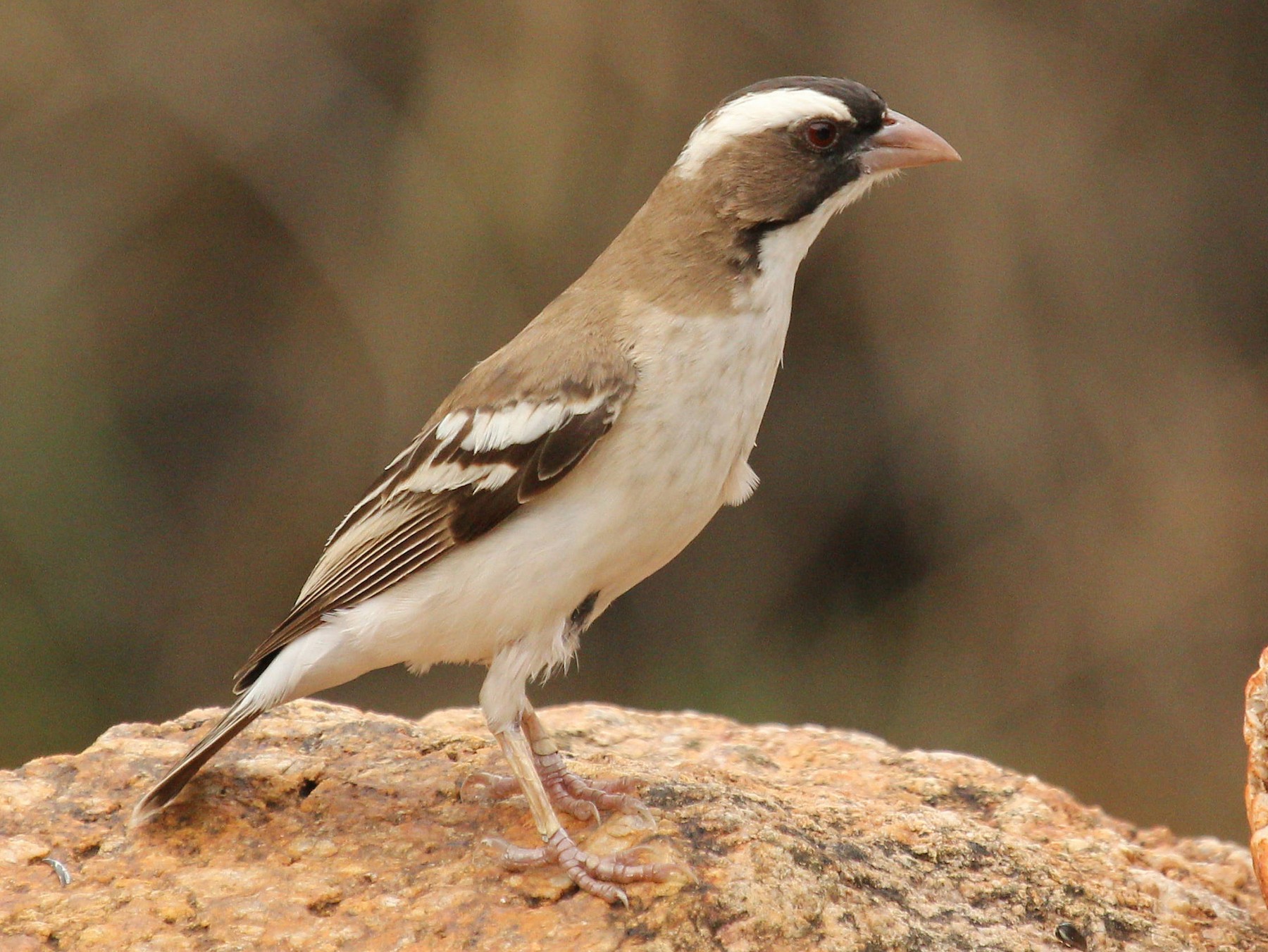White-browed Sparrow-Weaver - eBird