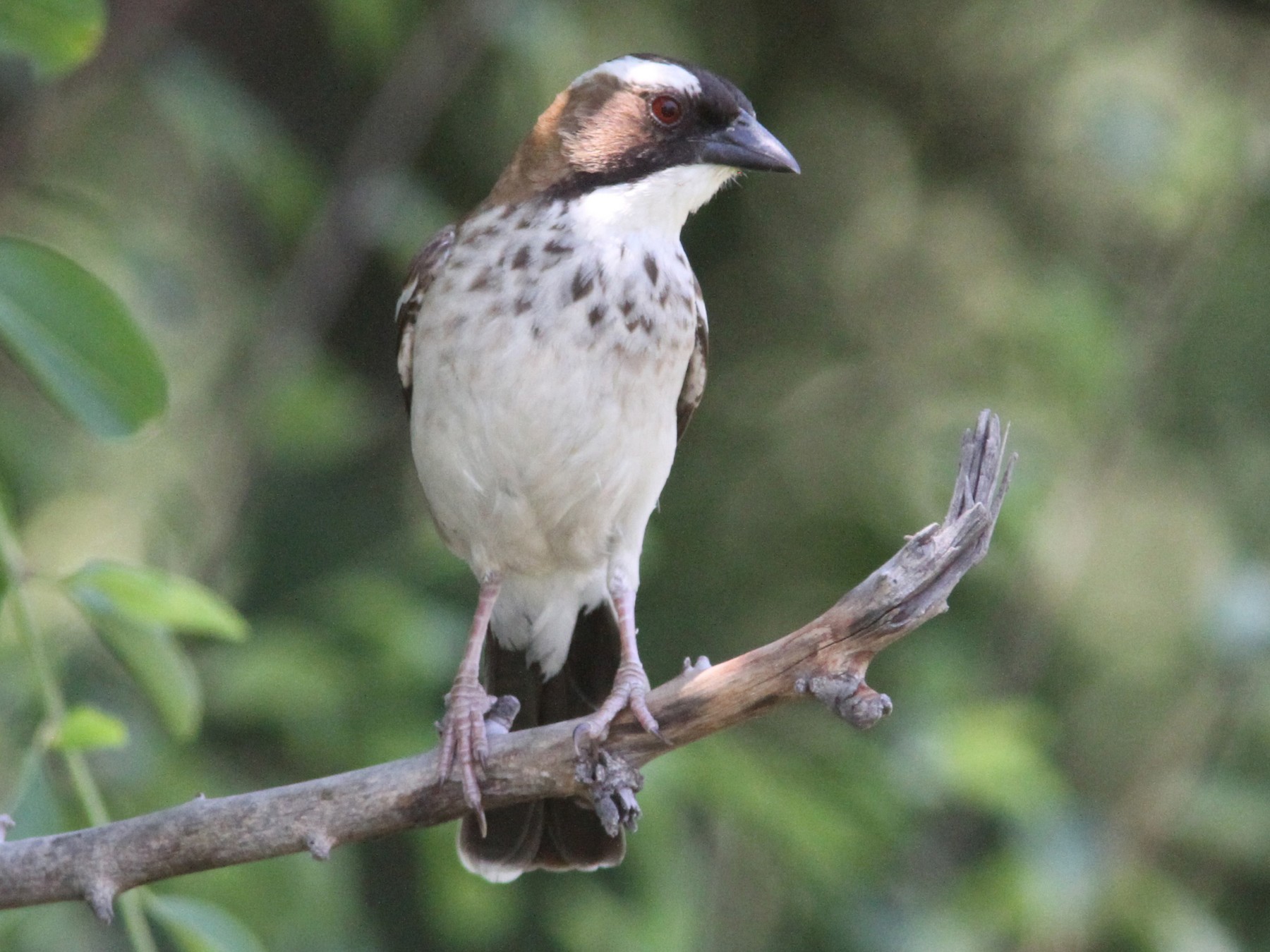 White-browed Sparrow-Weaver - eBird