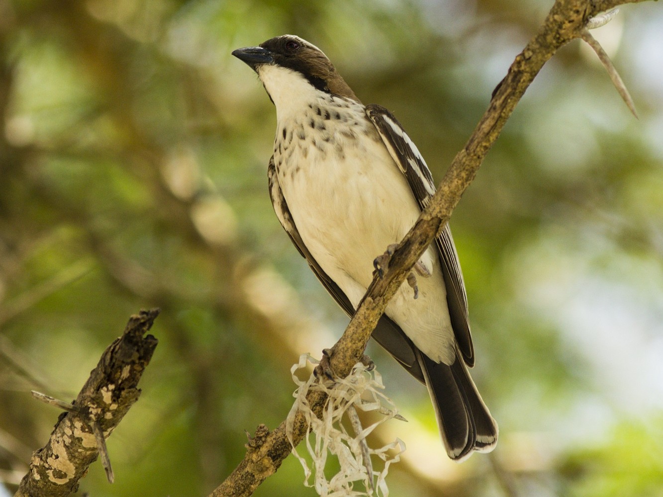 White-browed Sparrow-Weaver - eBird