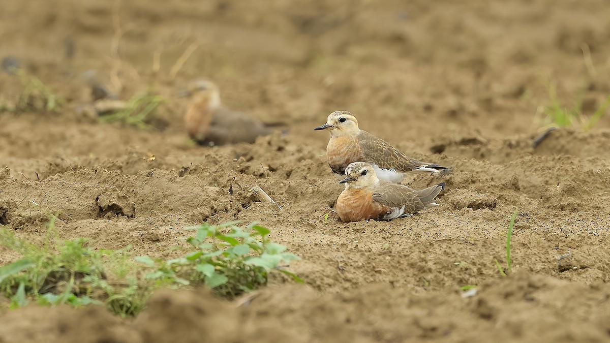 eBird Checklist - 20 Mar 2020 - Maditou(麻地头) - 7 species