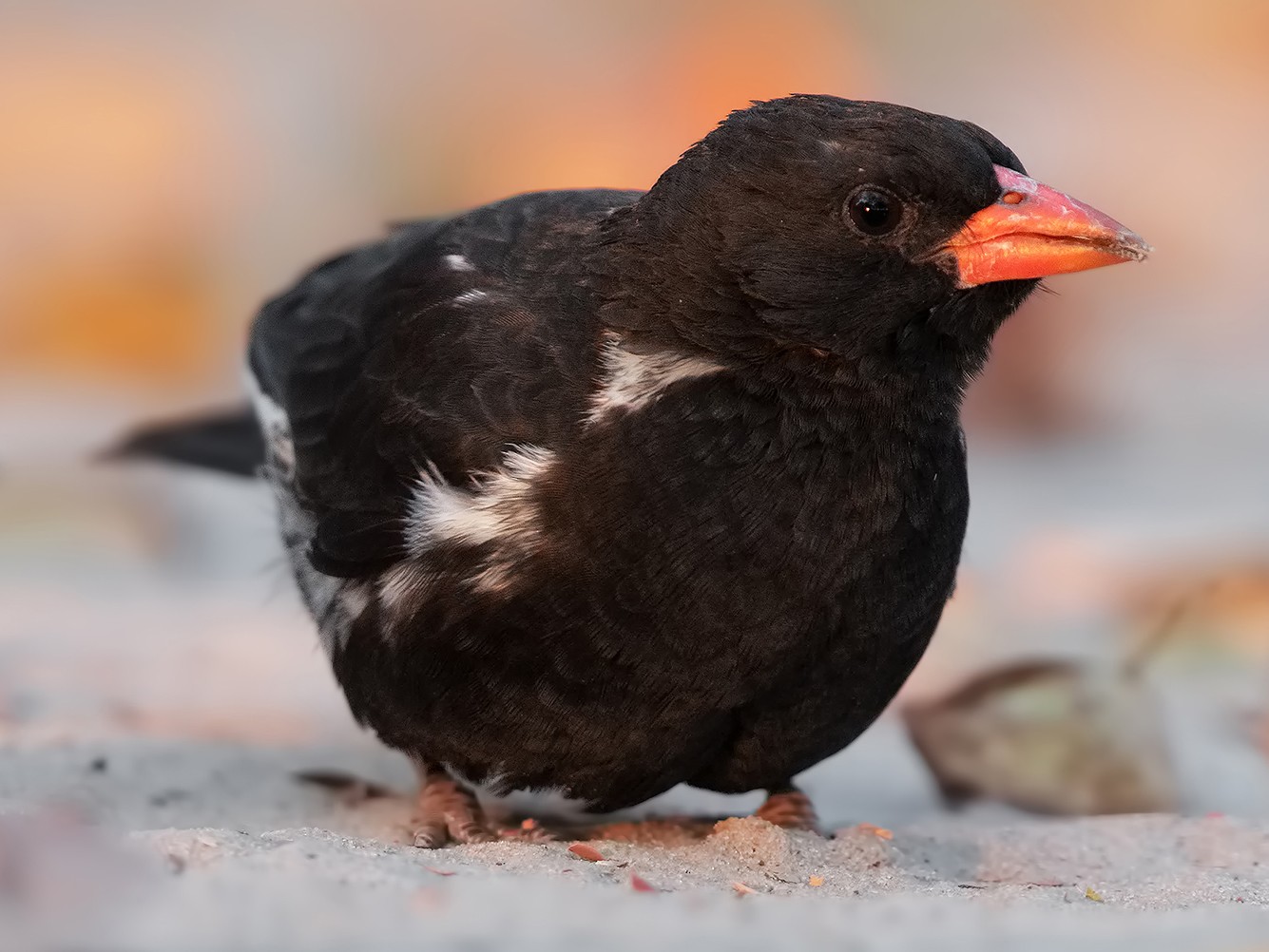 Red-billed Buffalo-Weaver - eBird