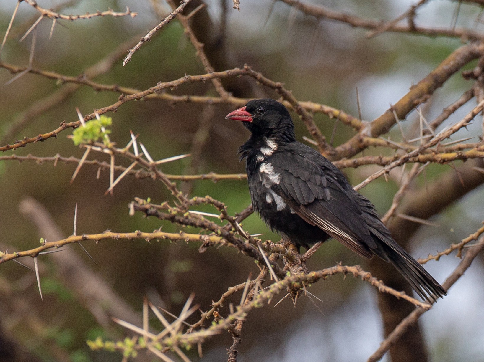 Red-billed Buffalo-Weaver - eBird
