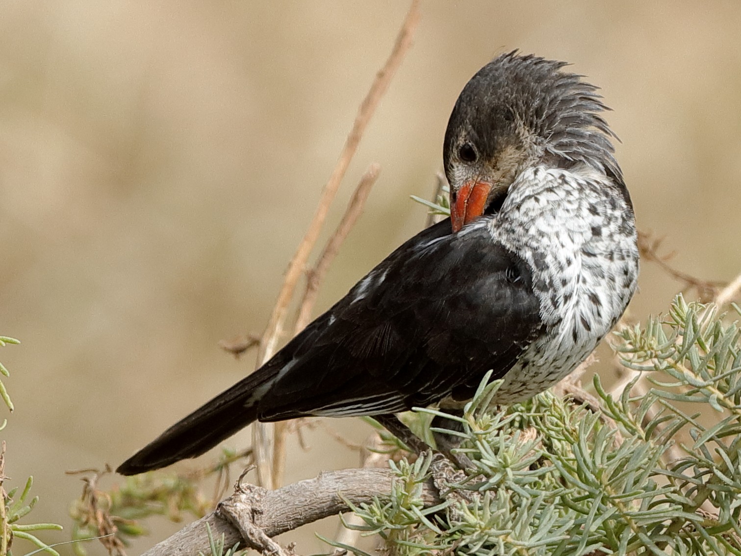 Red-billed Buffalo-Weaver - eBird