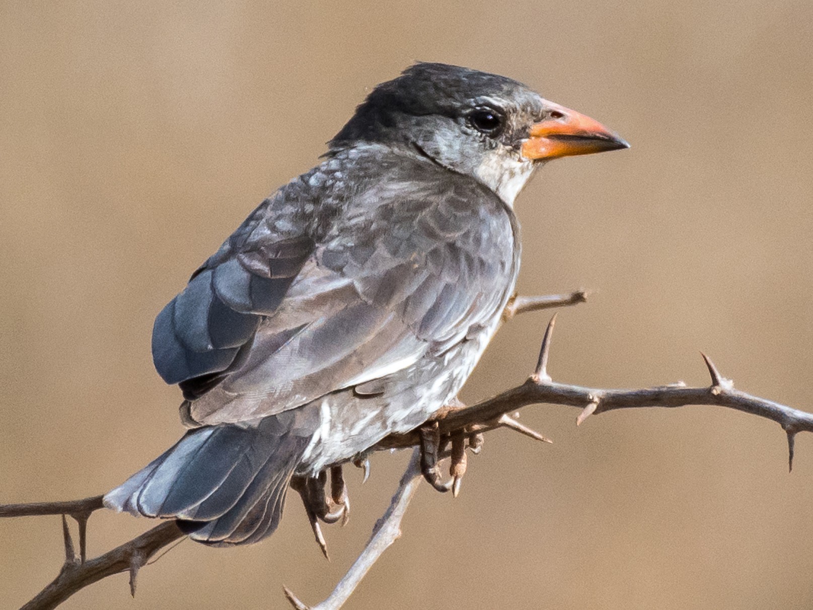 Red-billed Buffalo-Weaver - eBird