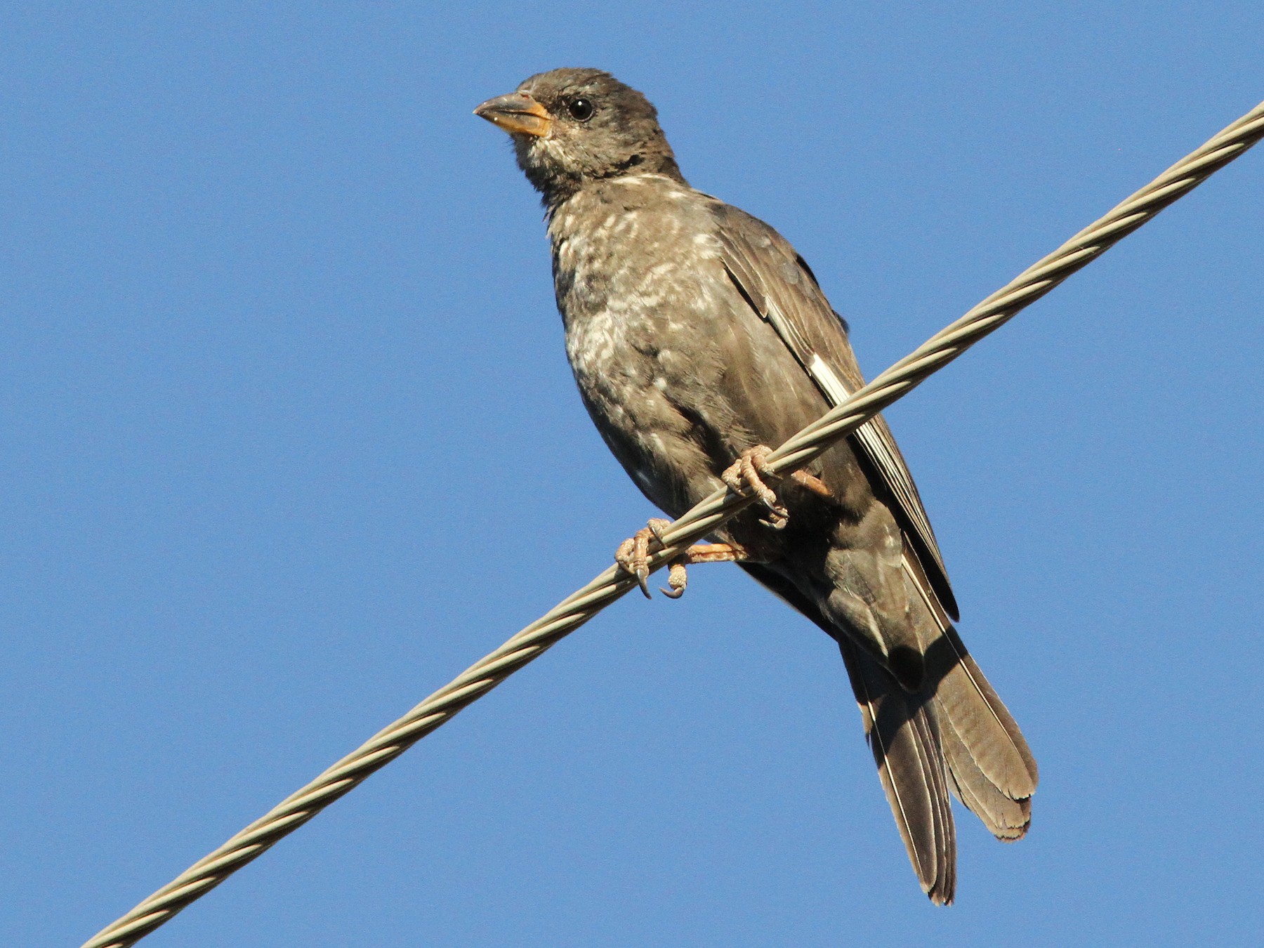 Red-billed Buffalo-Weaver - eBird