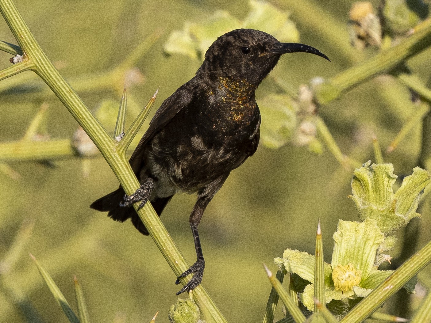 Dusky Sunbird - eBird