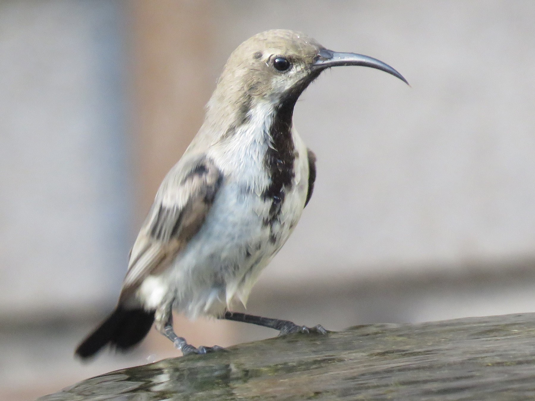 Dusky Sunbird - eBird