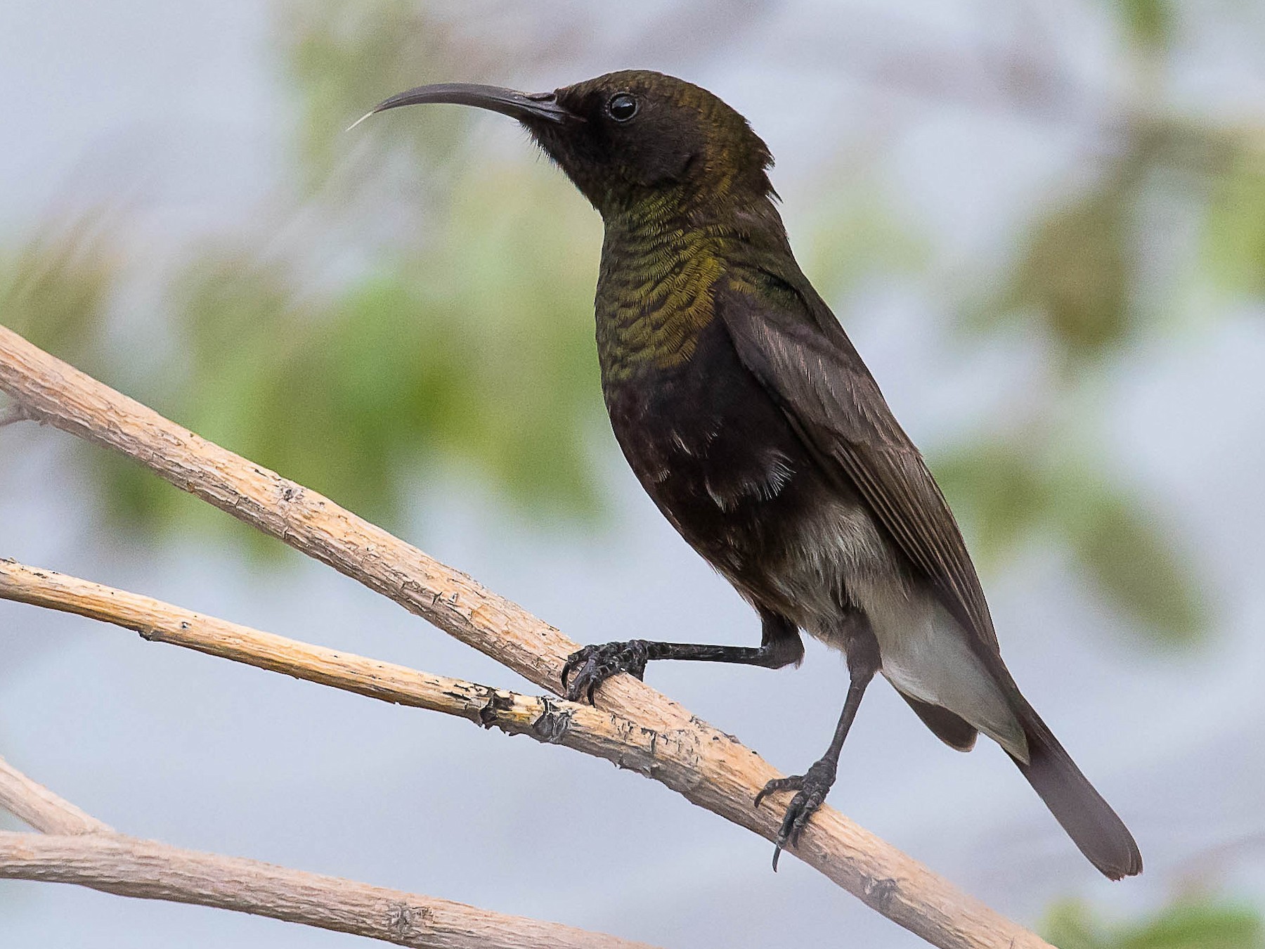 Dusky Sunbird - eBird