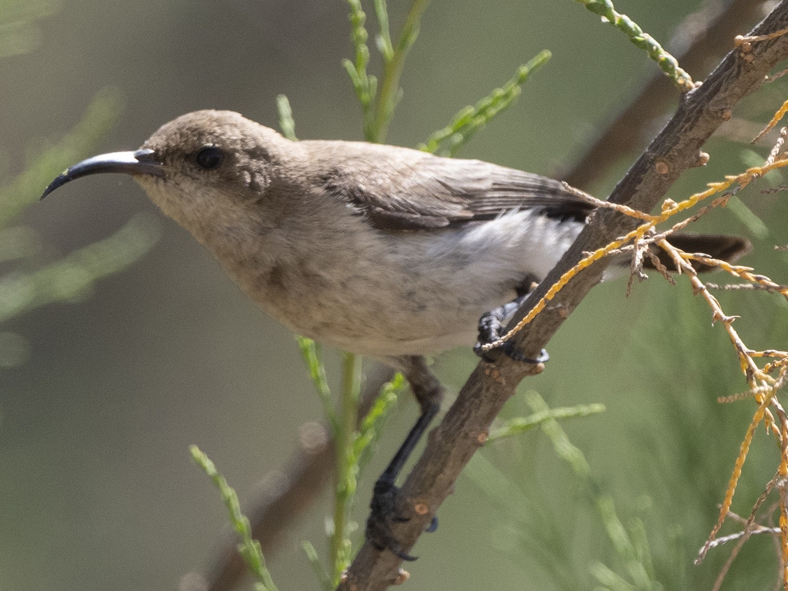 Dusky Sunbird - eBird