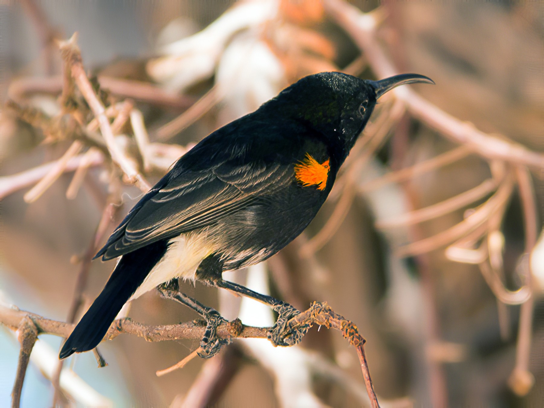 Dusky Sunbird - eBird