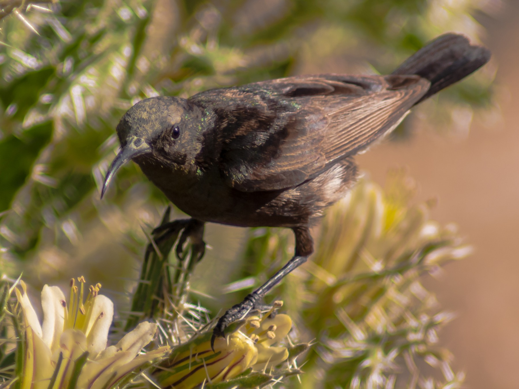 Dusky Sunbird - eBird
