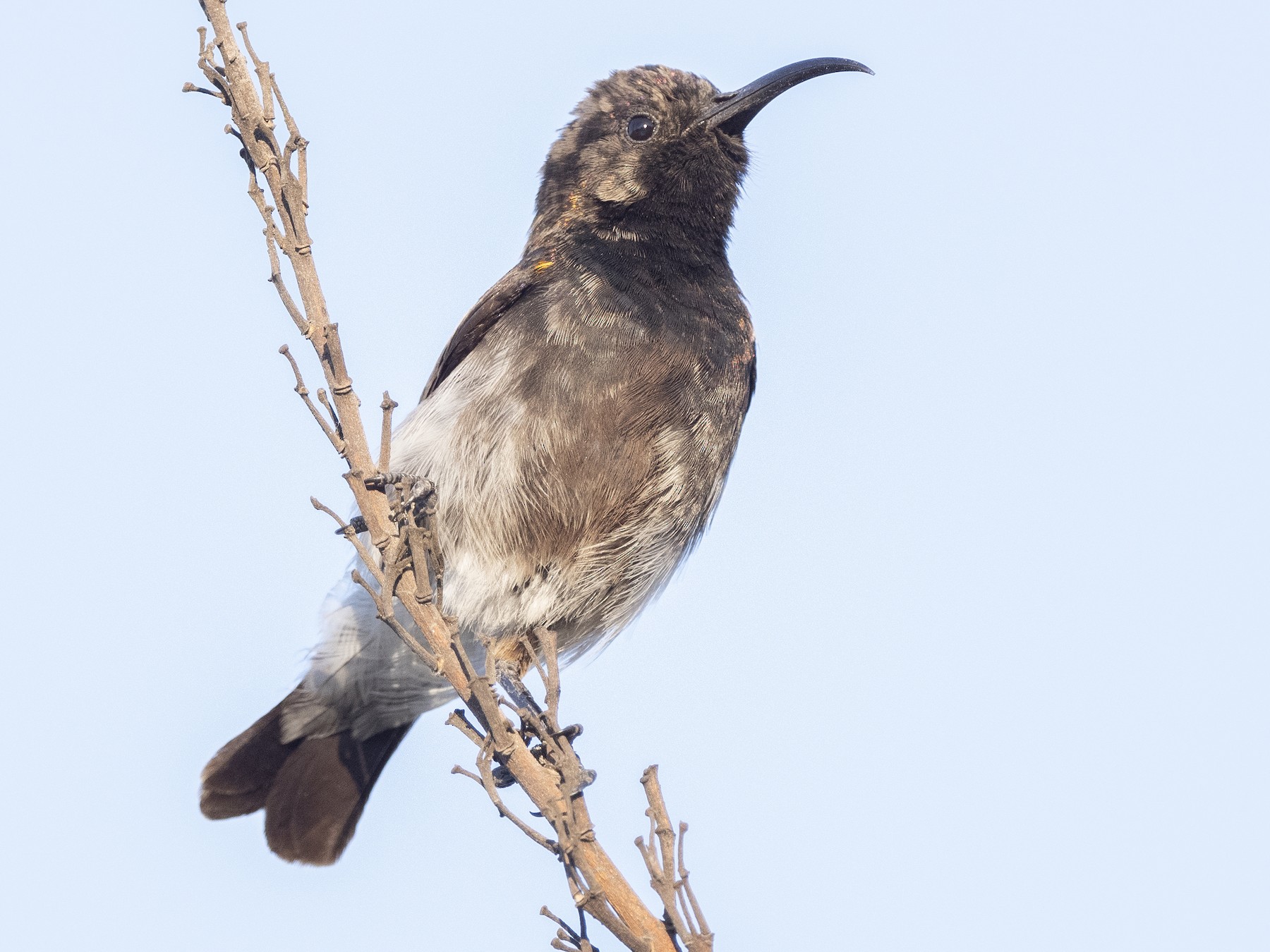 Dusky Sunbird - eBird