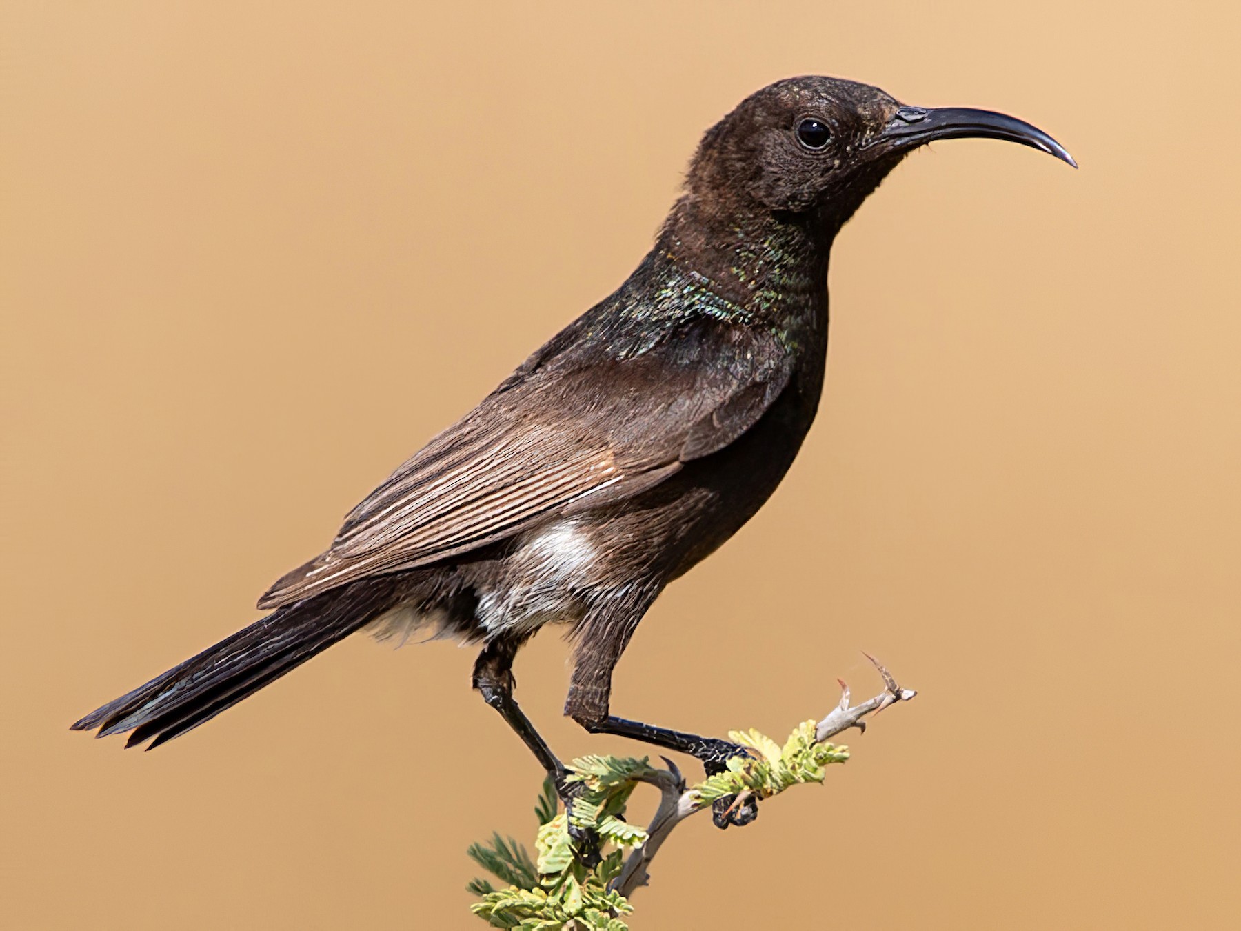 Dusky Sunbird - eBird