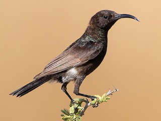 Dusky Sunbird - eBird