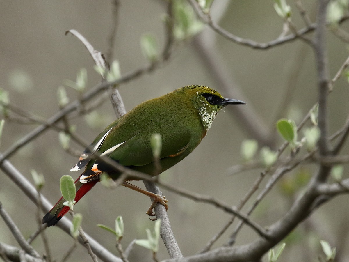 eBird India Checklist - 5 Apr 2019 - Shergaon-Rupa Road - 35 species
