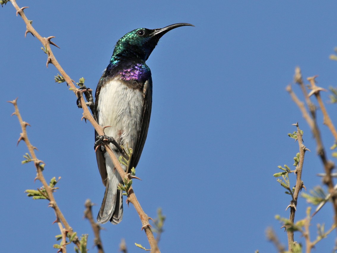White-breasted Sunbird - eBird