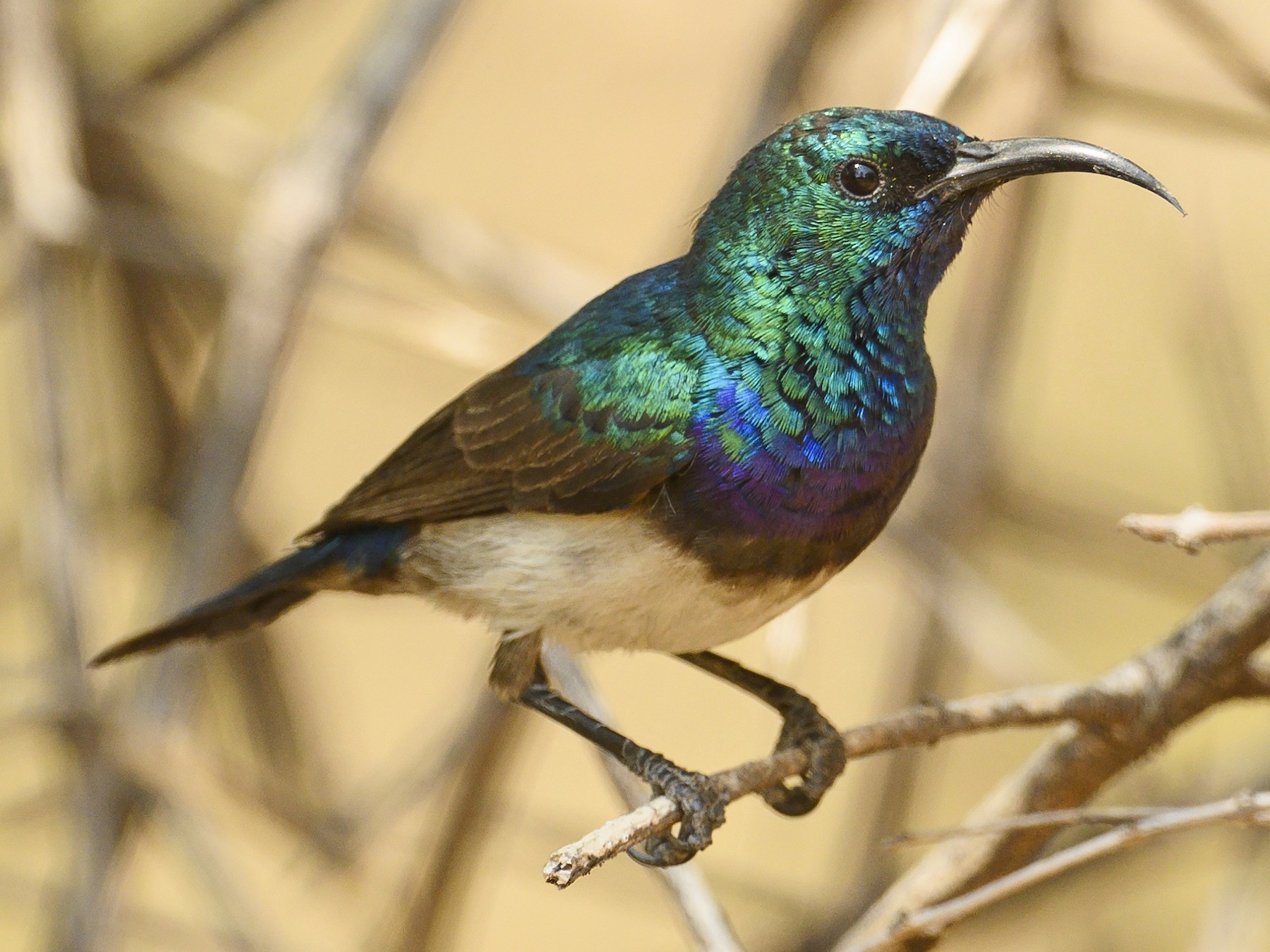 White-breasted Sunbird - eBird
