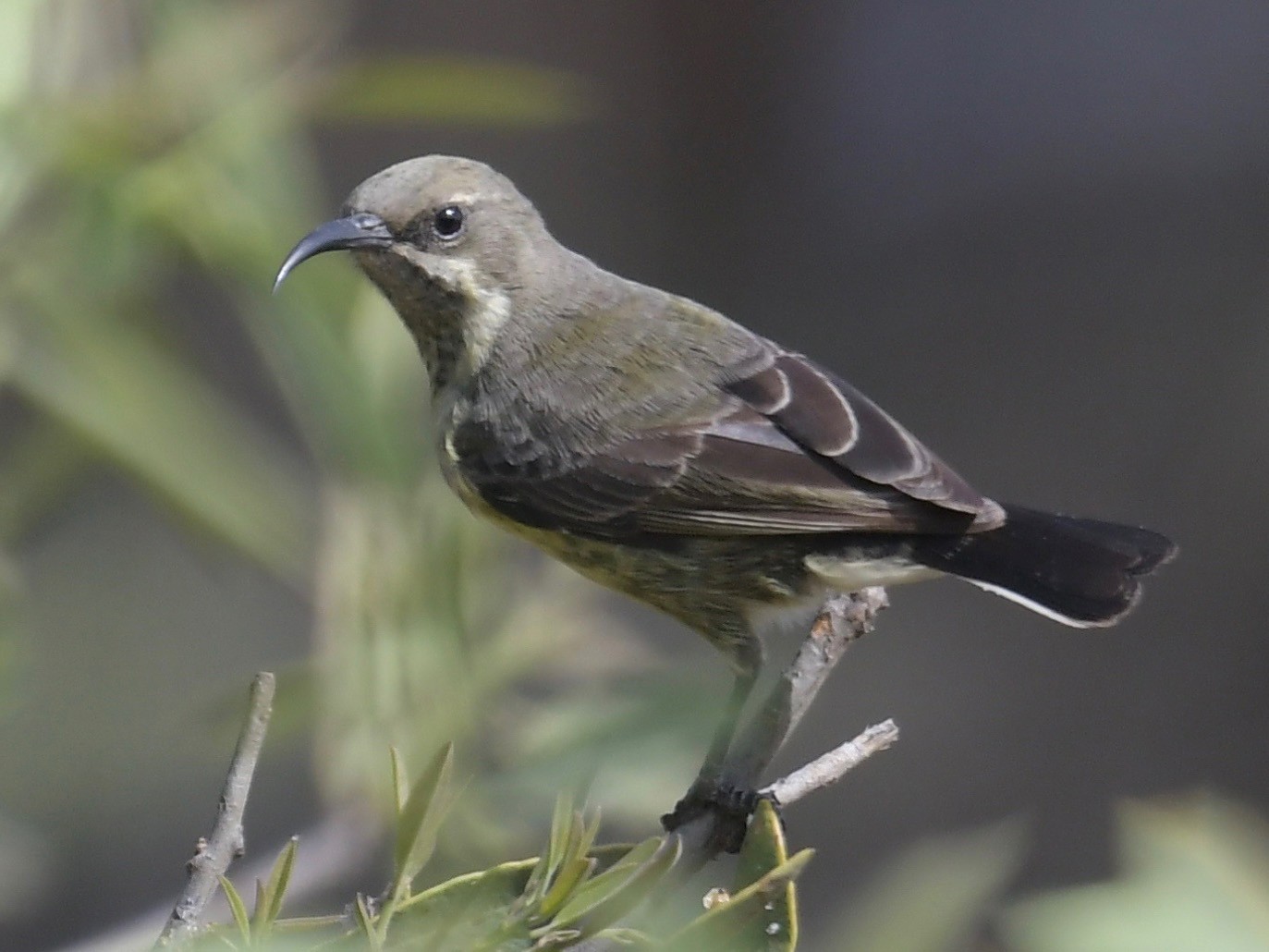 Marico Sunbird - eBird