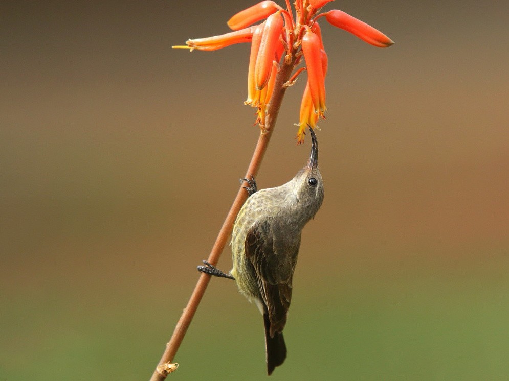 Marico Sunbird - eBird
