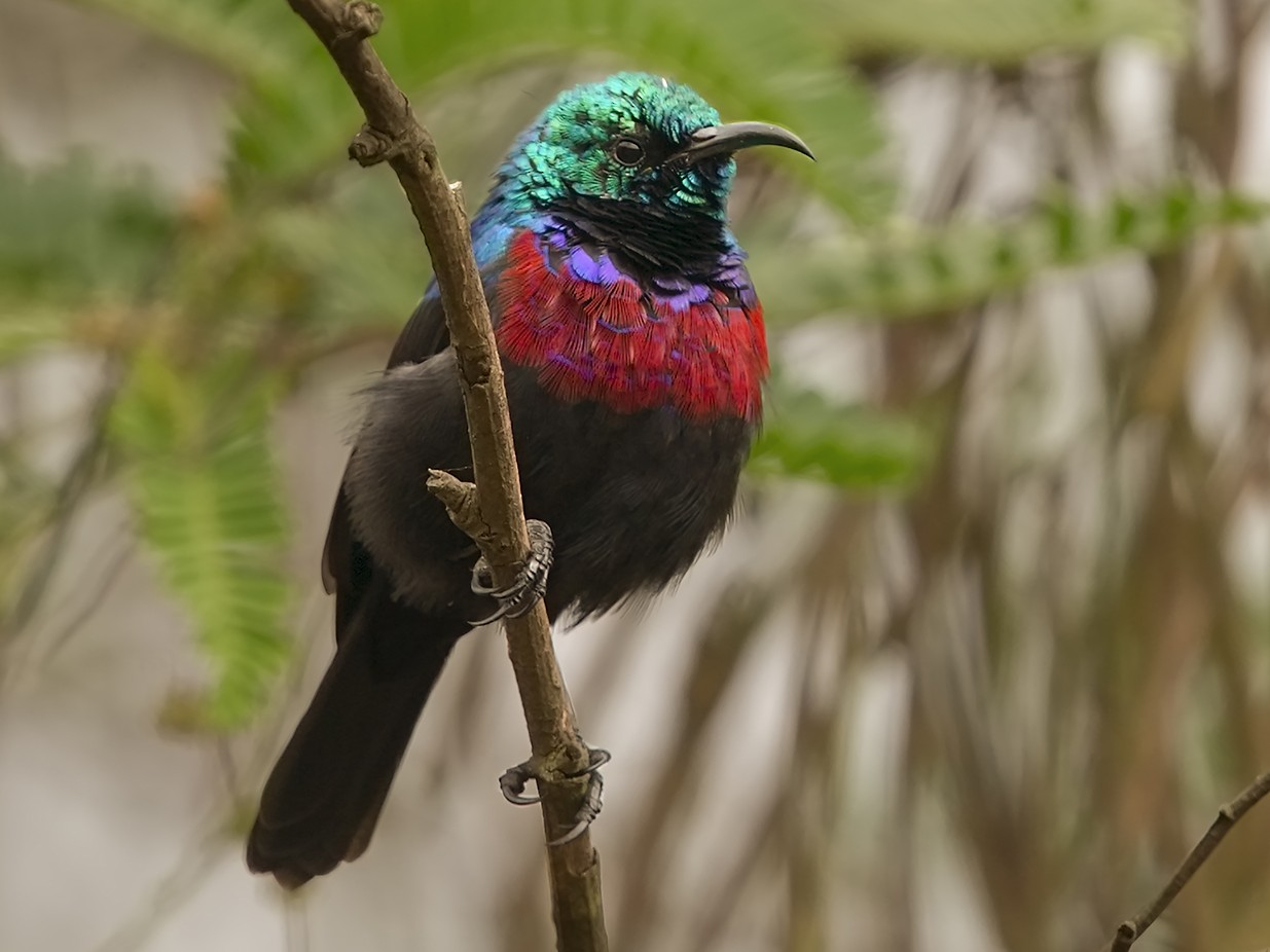 Marico Sunbird - eBird