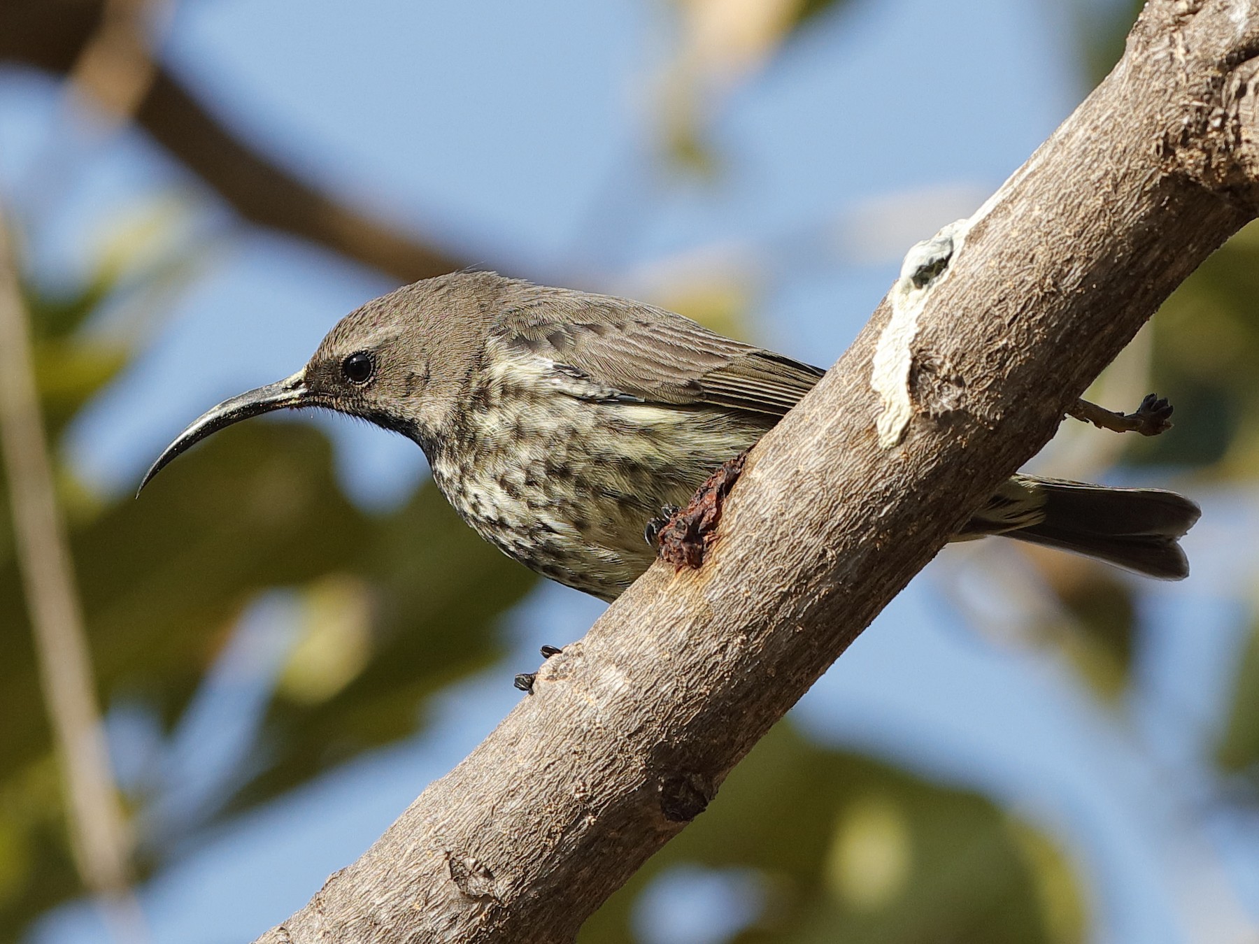 Marico Sunbird - eBird