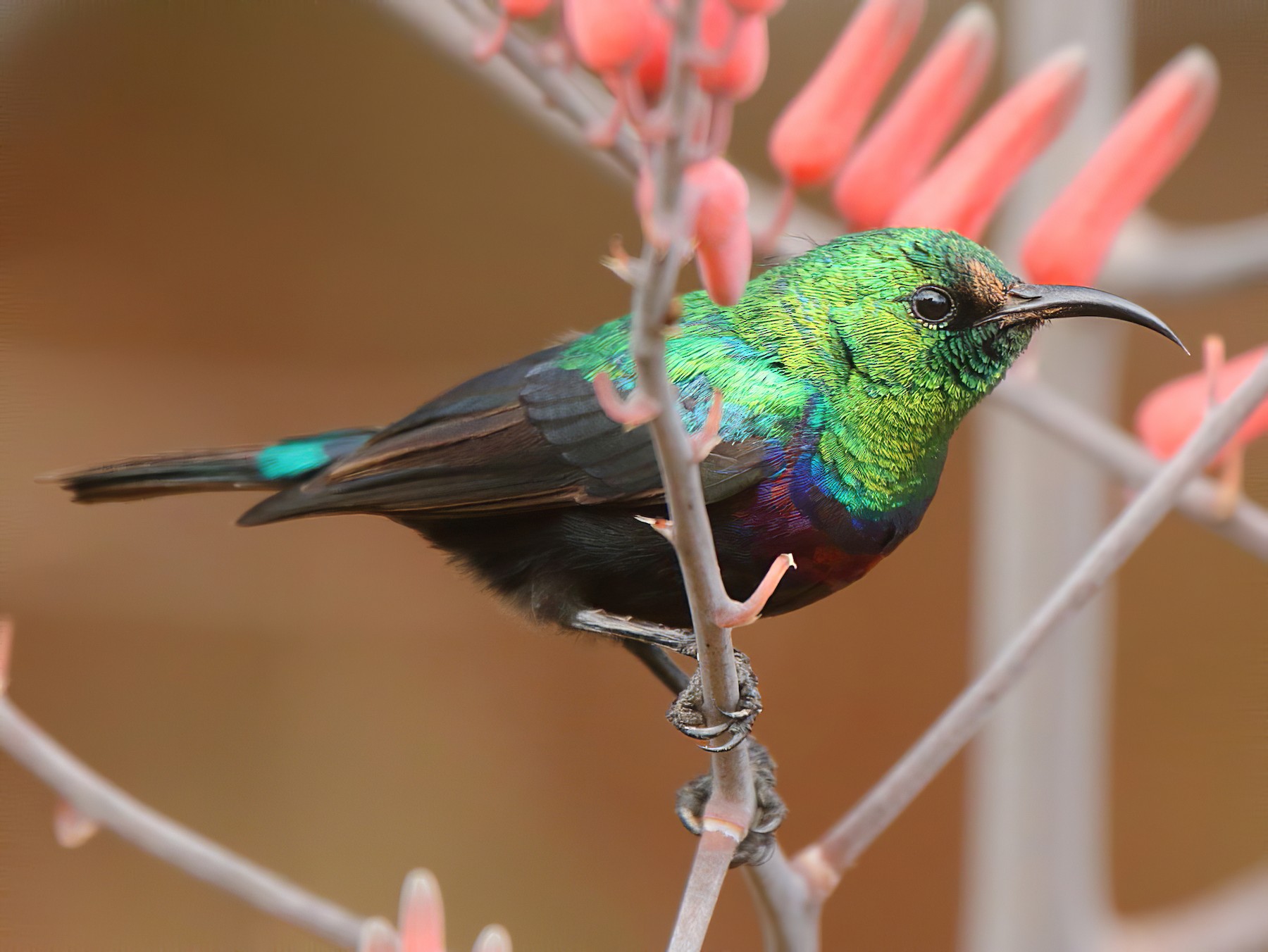 Marico Sunbird - eBird