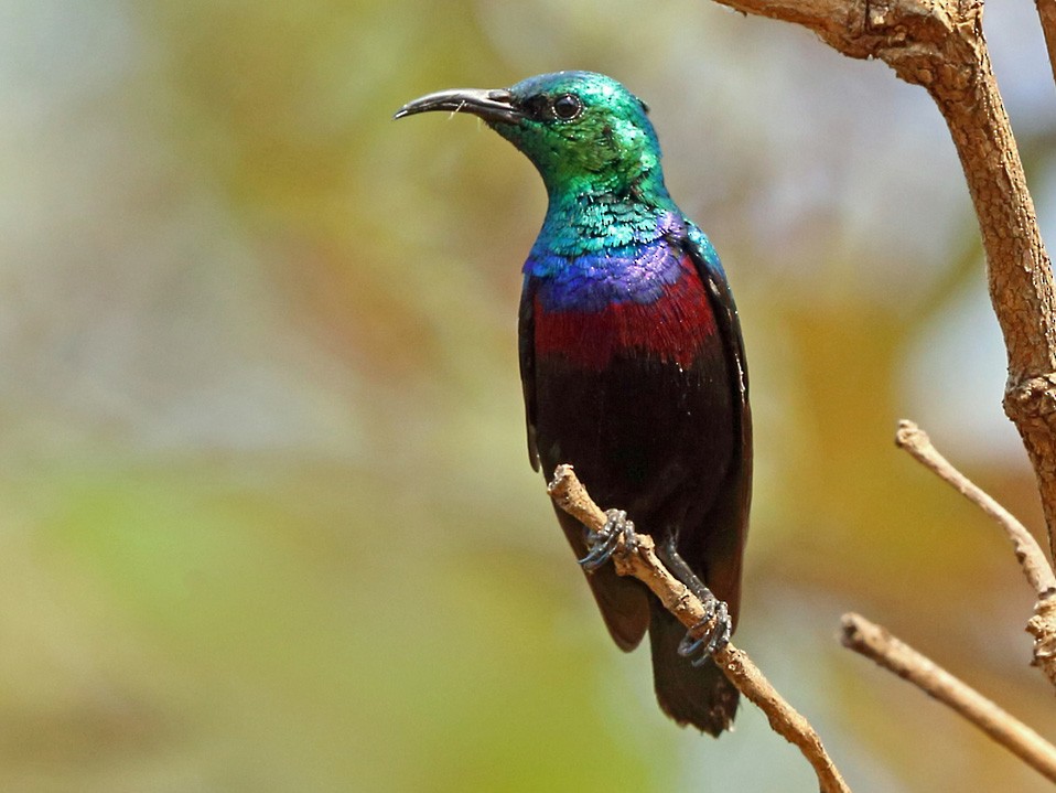 Purple-banded Sunbird - eBird