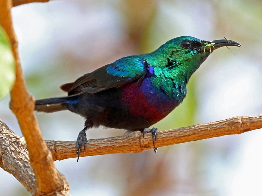 Purple-banded Sunbird - eBird