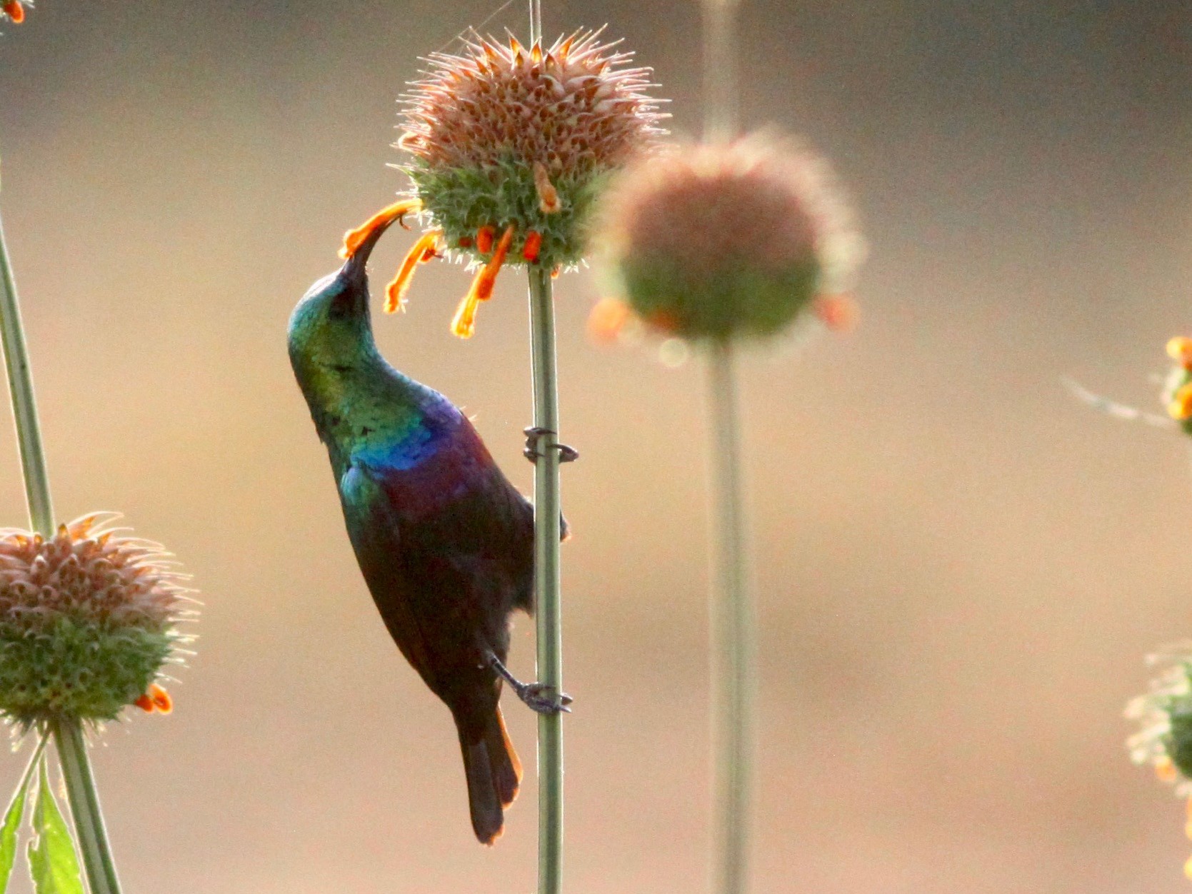 Purple-banded Sunbird - eBird