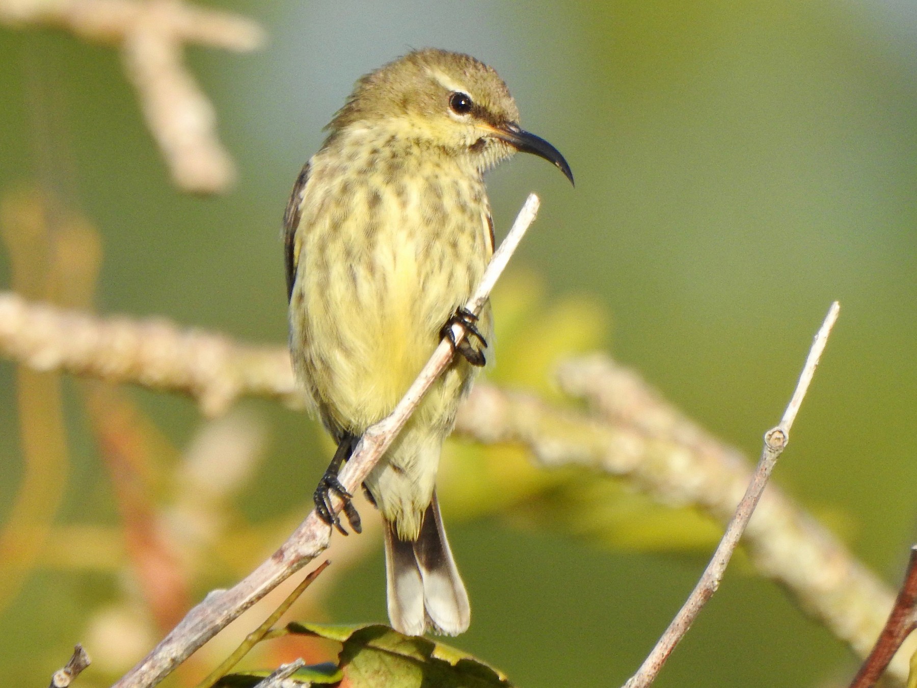 Purple-banded Sunbird - eBird