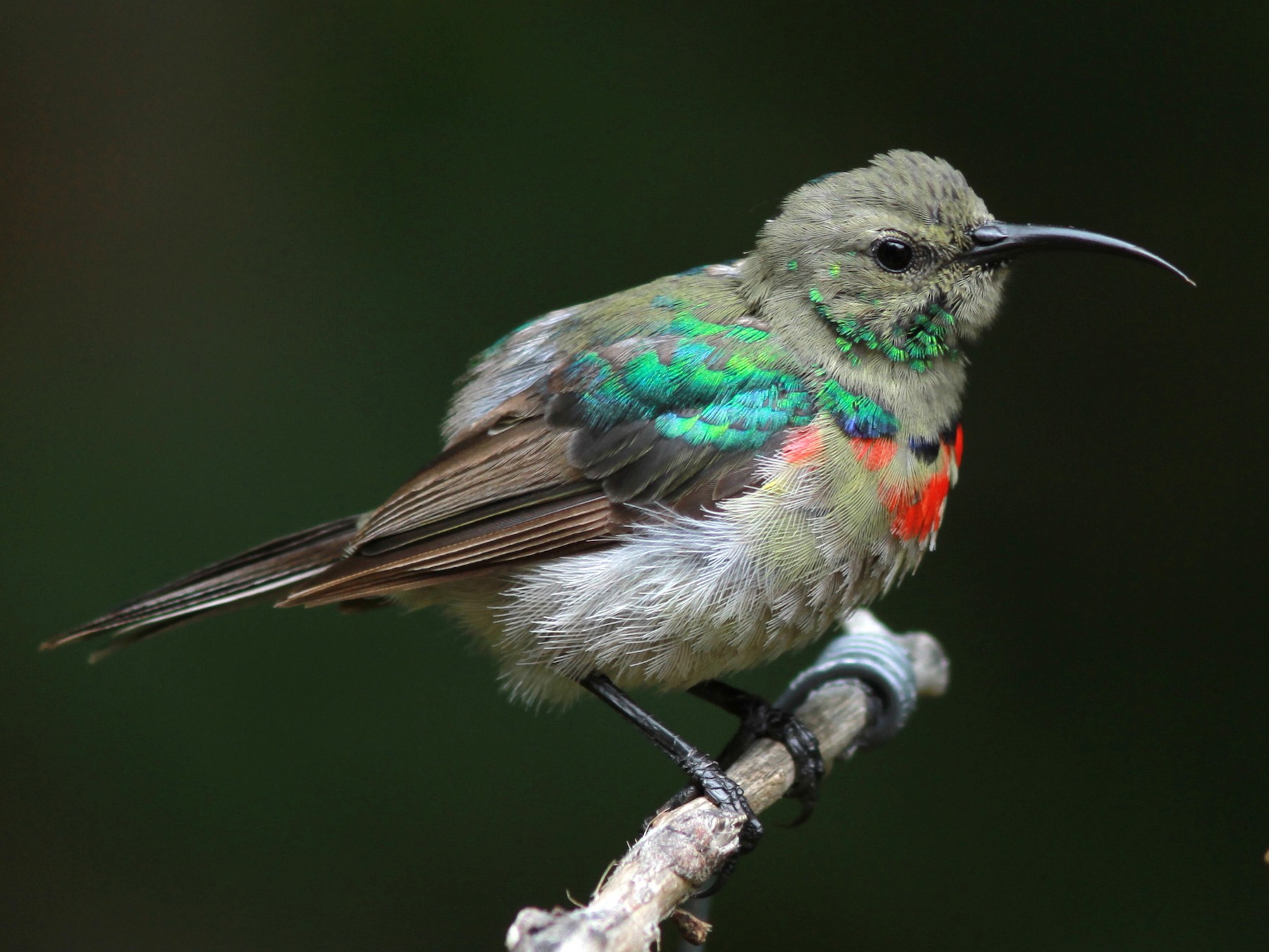 Greater Double-collared Sunbird - eBird