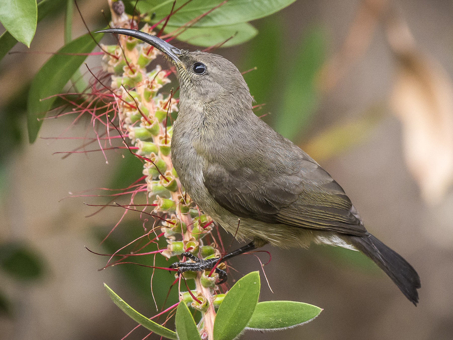 Greater Double-collared Sunbird - eBird
