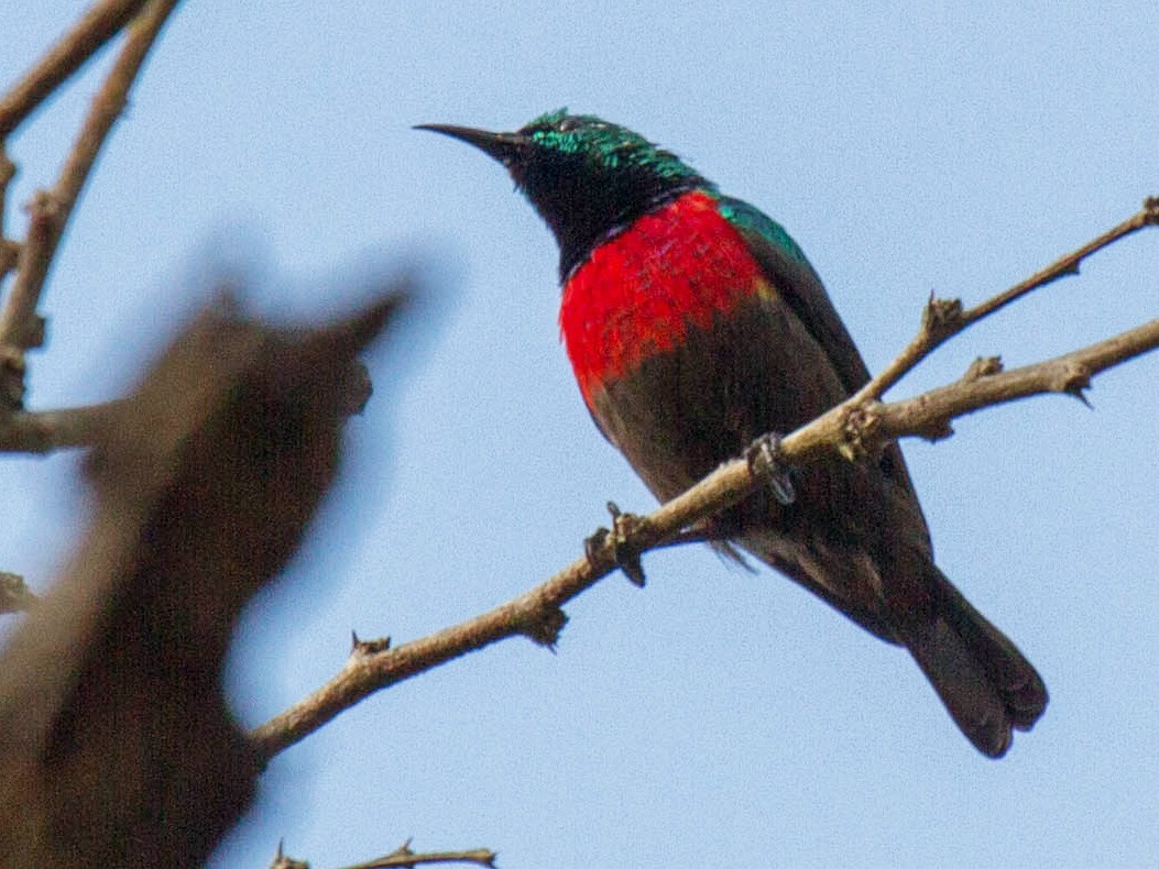 Neergaard's Sunbird - eBird