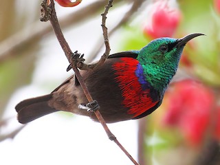 Neergaard's Sunbird - eBird